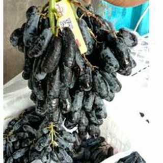 Jual Buah segar anggur hitam swet shafire /anggur jari fresh per 1kg ...