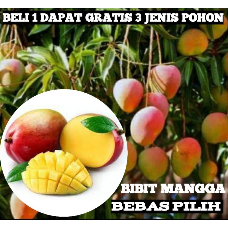 Jual PAKET HEMAT 3 BIBIT POHON MANGGA OKULASI BEBAS PILIH | Shopee ... Jual PAKET HEMAT 3 BIBIT POHON MANGGA OKULASI BEBAS PILIH | Shopee ...