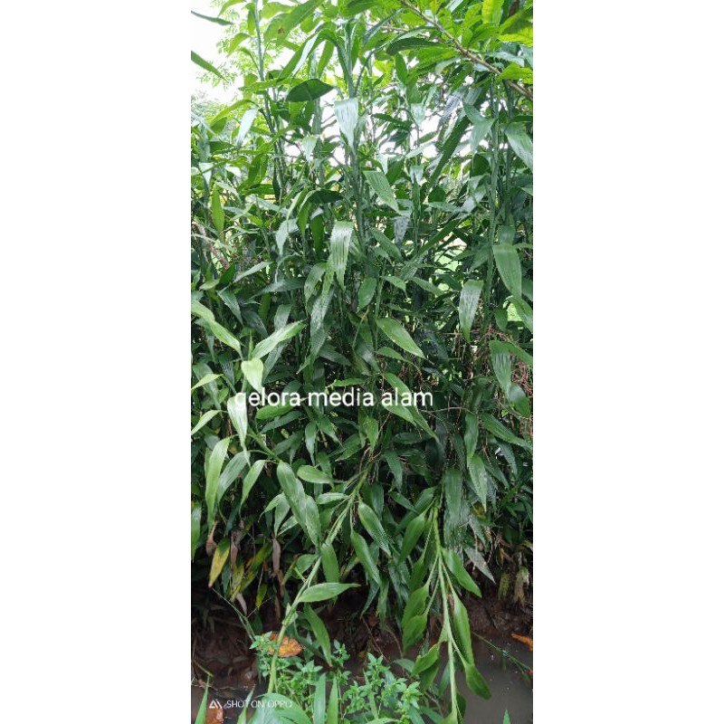 Jual bambu hoki batangan/bambu hoki sri rezeki,dengan ukuran 20-30cm ...