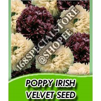Jual Biji Bunga Poppy Irish Velvet (Mudah ditanam dan Tahan Panas) (Isi ...