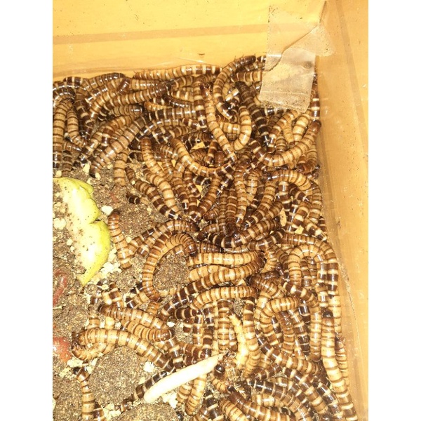 Jual ulat jerman hidup super/ 100 gram/1 ons(garansi dalam 4 hari ...