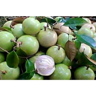 Jual BUAH KENITU /apel susu/sawo hijau/maneccu/sawo ijo( 1000 gr ...