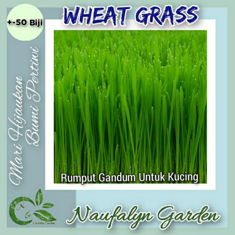 Jual 50 Benih Biji Rumput Gandum Wheat Grass Rumput Untuk Kucing ...