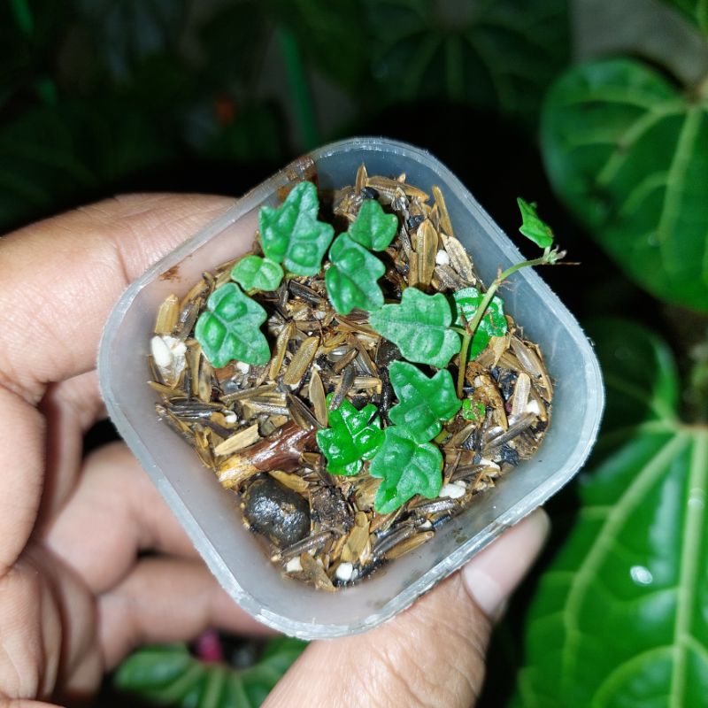 Jual ficus pumila quercifolia miniature oakleaf fig tanaman paludarium ...