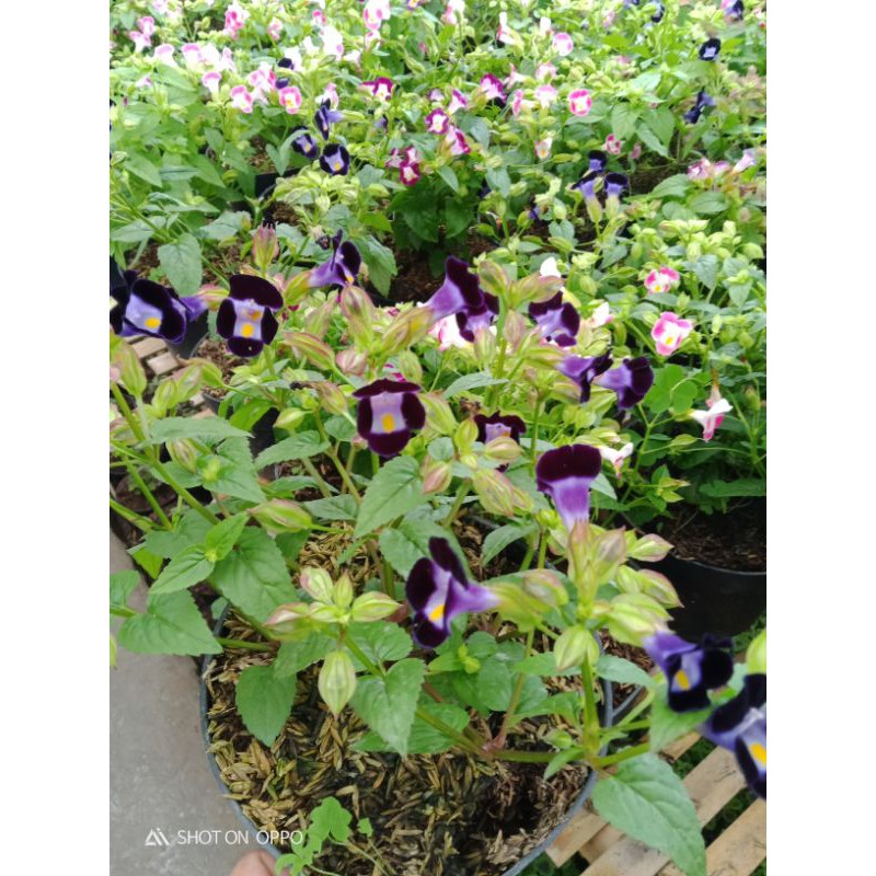 Jual Tanaman Hias Bunga Teronia-Tanaman Gantung Bunga Teronia-Bunga ...