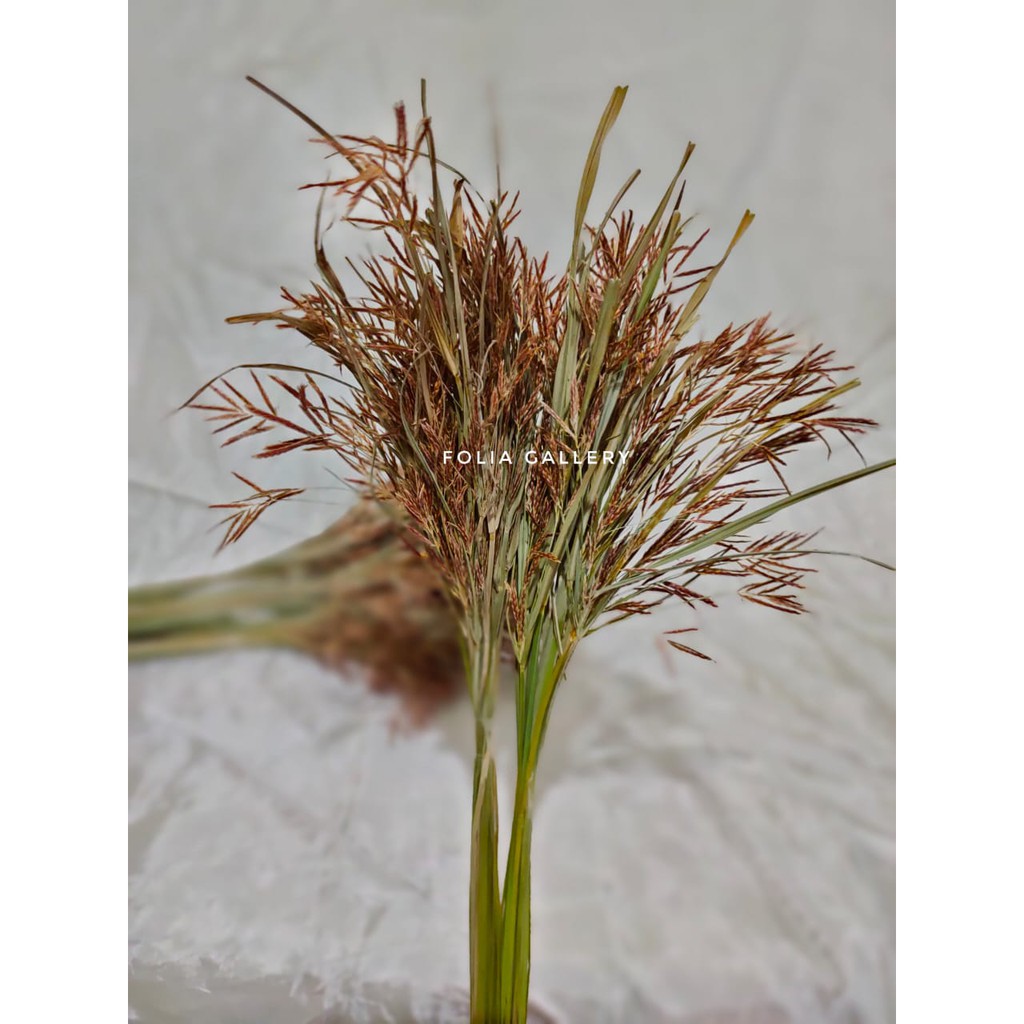 Jual FG- 25 PCS Rumput Teki Kering /Dried Cyperus Rotundus - Hiasan ...