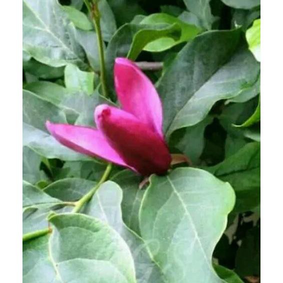 Fantastis 29+ Gambar Bunga Kantil Kuncup - Gambar Bunga Indah