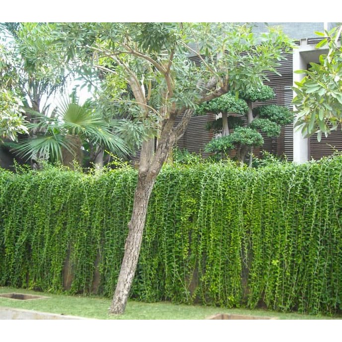 Likuanyu Tanaman - Perumperindo.co.id