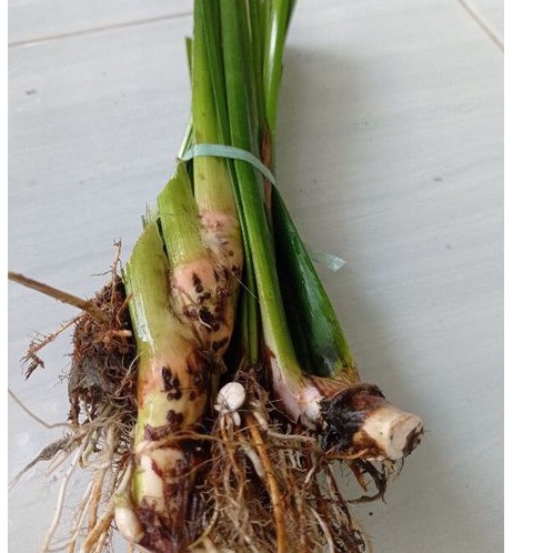 Jual Bibit jaring, atau jeringau pres 5 pohon | Shopee Indonesia