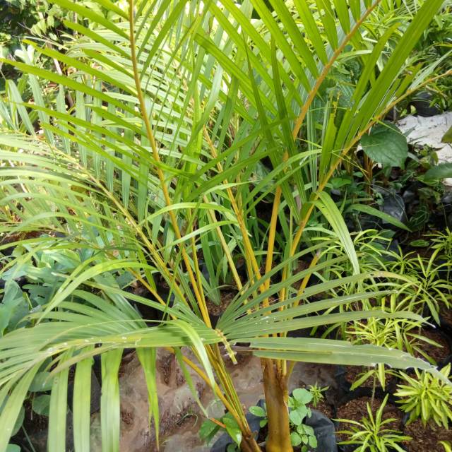 Jual Pohon PAlem kuning | Shopee Indonesia