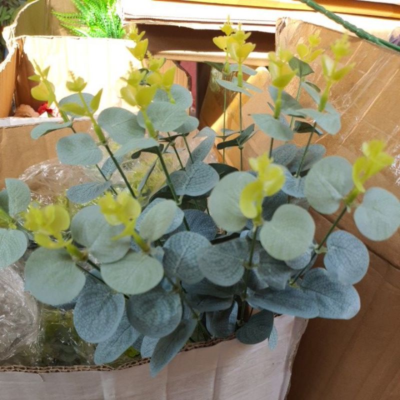 Jual Daun Uang 16 tangkai ( Tanpa Pot ) / Money leaves | Shopee Indonesia