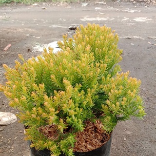 Jual Tanaman Cemara Hias Rend gold Dalam pot | Shopee Indonesia