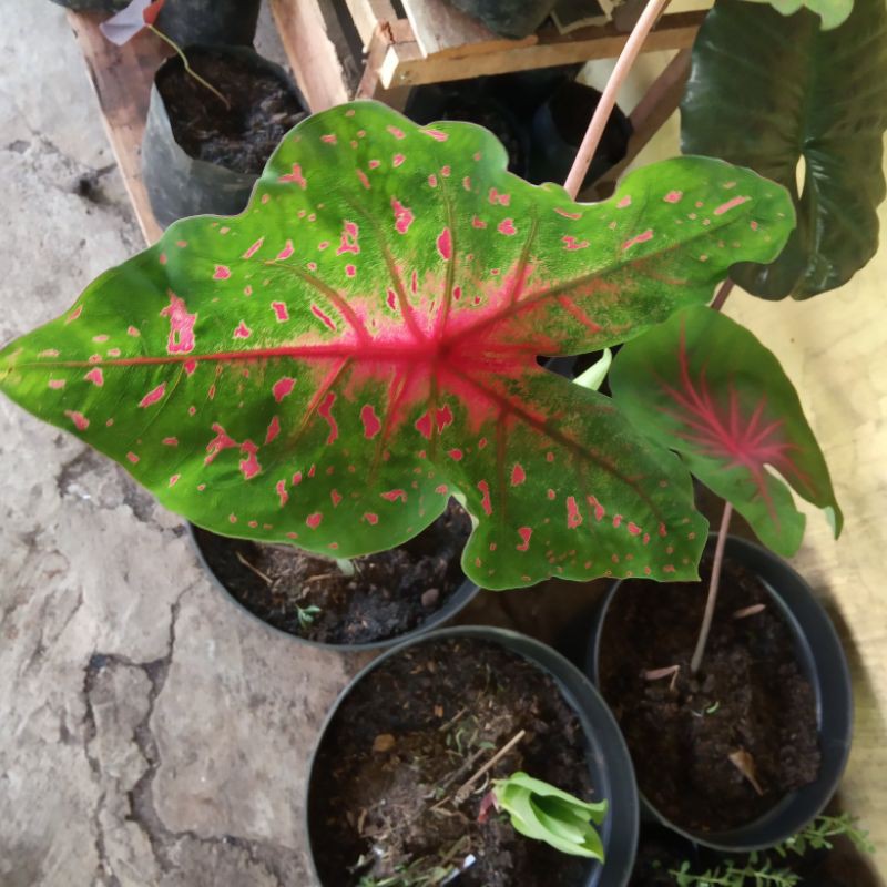 Jual bunga tanaman hias keladi Caladium three colour , red star bintik ...