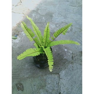 Jual TANAMAN HIAS PAKIS BOSTON - PAKU-PAKUAN | Shopee Indonesia