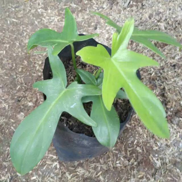 Jual Tanaman hias pilo merpati - Pohon pilo merpati - Tanaman hias pot ...