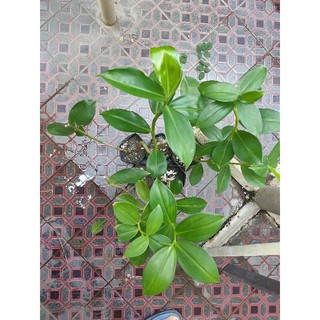 Tanaman bunga pacing pentul tanaman hias pacing pentol costus spicatus ...