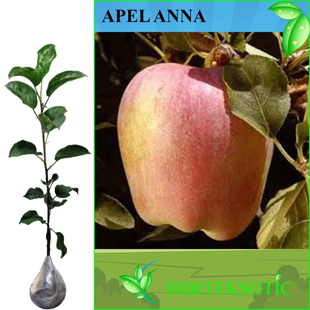 Jual Tanaman Apel Anna (Tinggi 40-60 cm) Indonesia|Shopee Indonesia