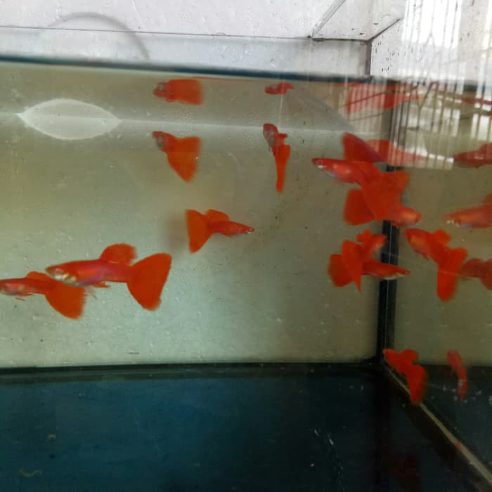 Jual ikan Guppy AFR | Shopee Indonesia