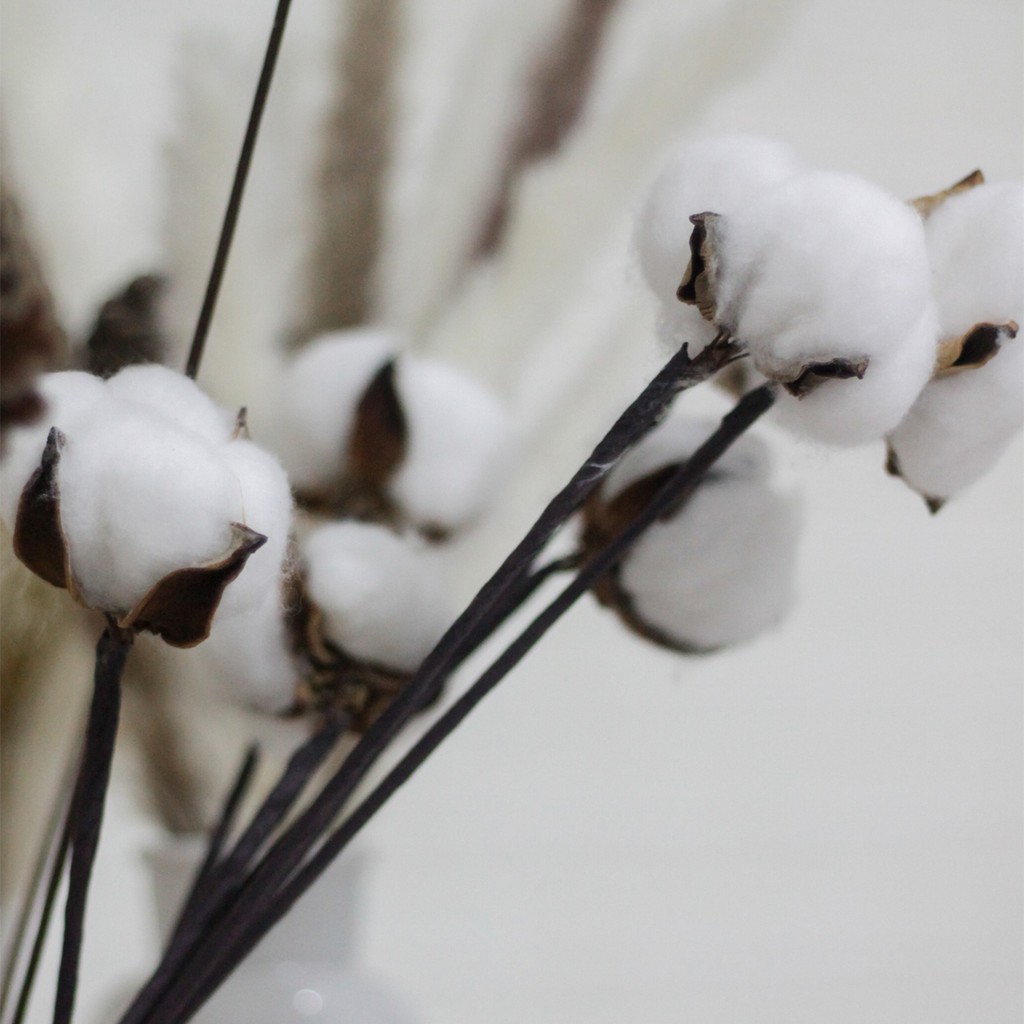 Dried Flower Cotton / Bunga Kapas / Bunga Kering Import | Shopee Indonesia