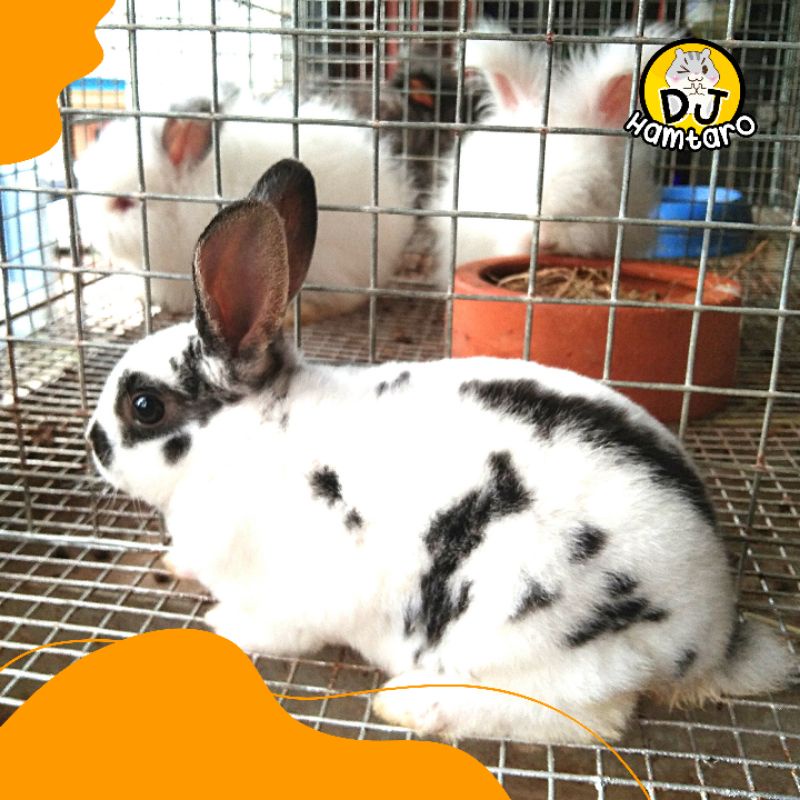Jual KELINCI REX || USIA 2-3 BULAN | Shopee Indonesia