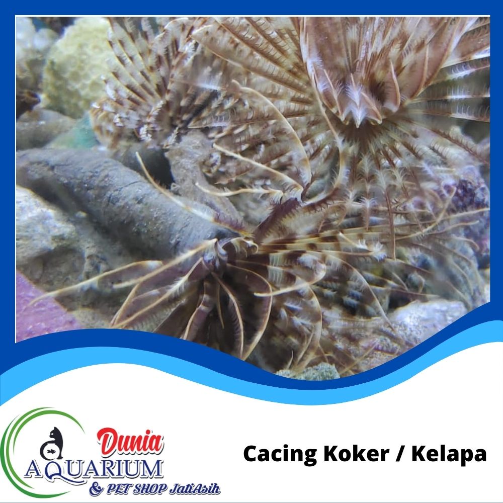 Jual Cacing Kelapa Cacing Koker Ikan Hias Air Laut | Shopee Indonesia