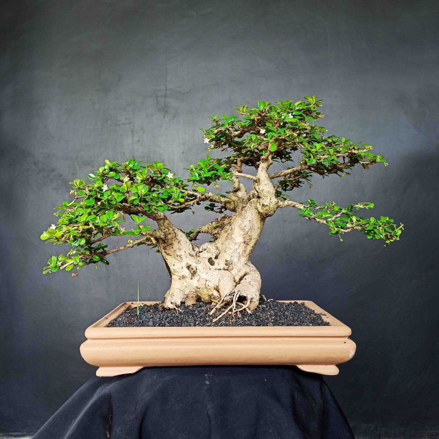 Jual Bonsai Kerdil Tanaman Hias Pohon Hokiantea Hokianti Import ... Jual Bonsai Kerdil Tanaman Hias Pohon Hokiantea Hokianti Import ...
