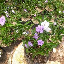 Jual Tanaman Hias Bunga Mlati/Melati Costa/kosta Bunga Wangi Sekali ...