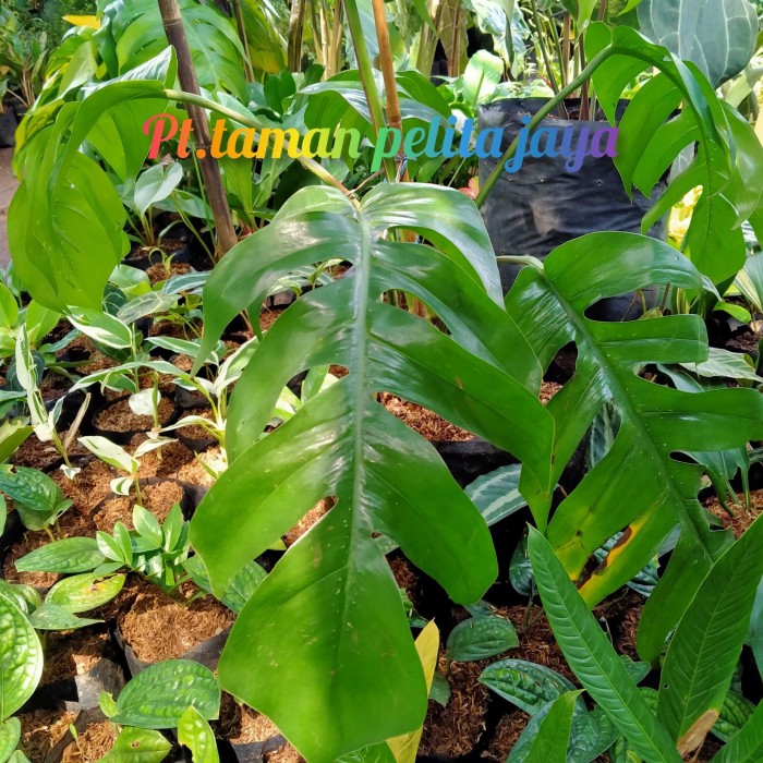 Jual Tanaman hias epiprenum pinatun -ekor naga- buntut naga | Shopee ...