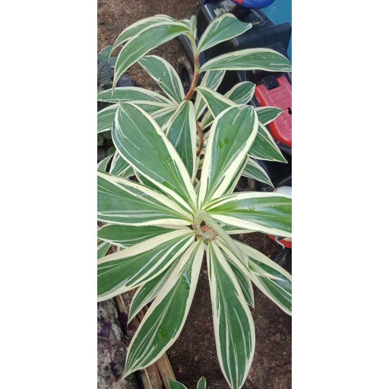 Jual Pacing Varigata Hijau Belang | Shopee Indonesia