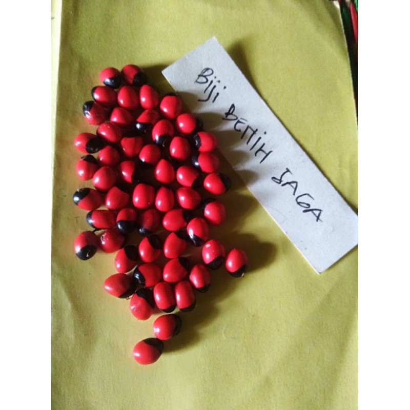 Jual pohon sogok tunteng Harga Terbaik & Termurah Oktober 2022 | Shopee ...