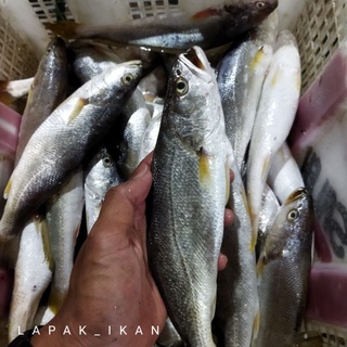 Jual Ikan Samge Segar 1~Kilogram | Shopee Indonesia