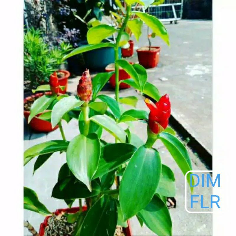 Jual Tanaman pacing pentul | Shopee Indonesia