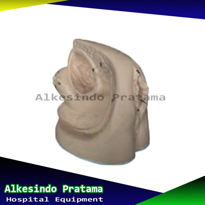 Jual Manekin Kateter Wanita | Manikin Catheter | Phantom Peraga Lokal ...