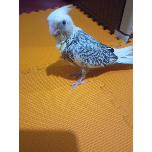 Jual falk wf parkit australia | Shopee Indonesia