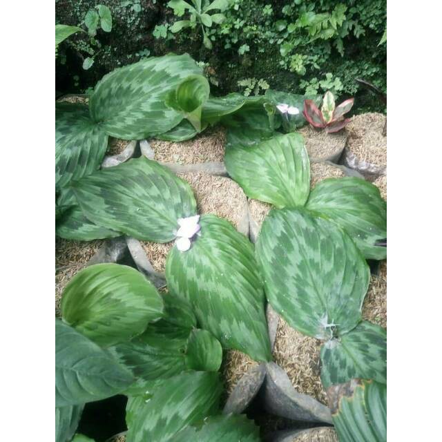 Jual Tanaman hias calathea merak/ meranti kencur/ kencur hias/kalatea ...