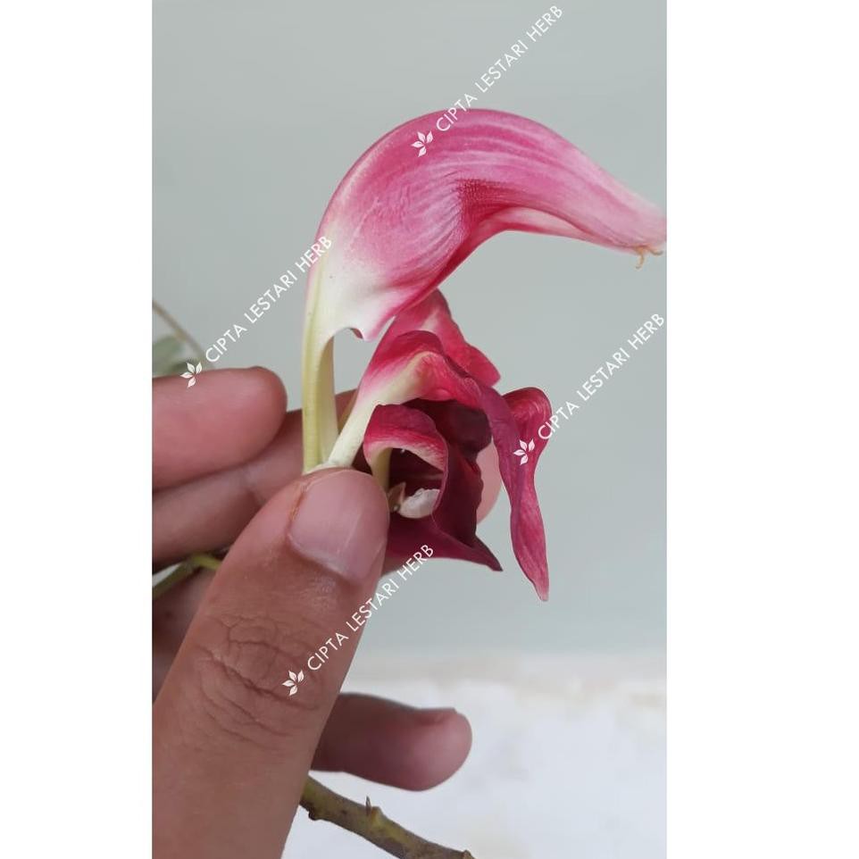 Wow 17+ Gambar Bunga Turi Merah - Gambar Bunga Indah