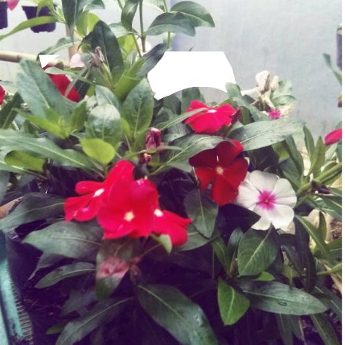 Jual tanaman hias vinca tegak bunga merah | Shopee Indonesia