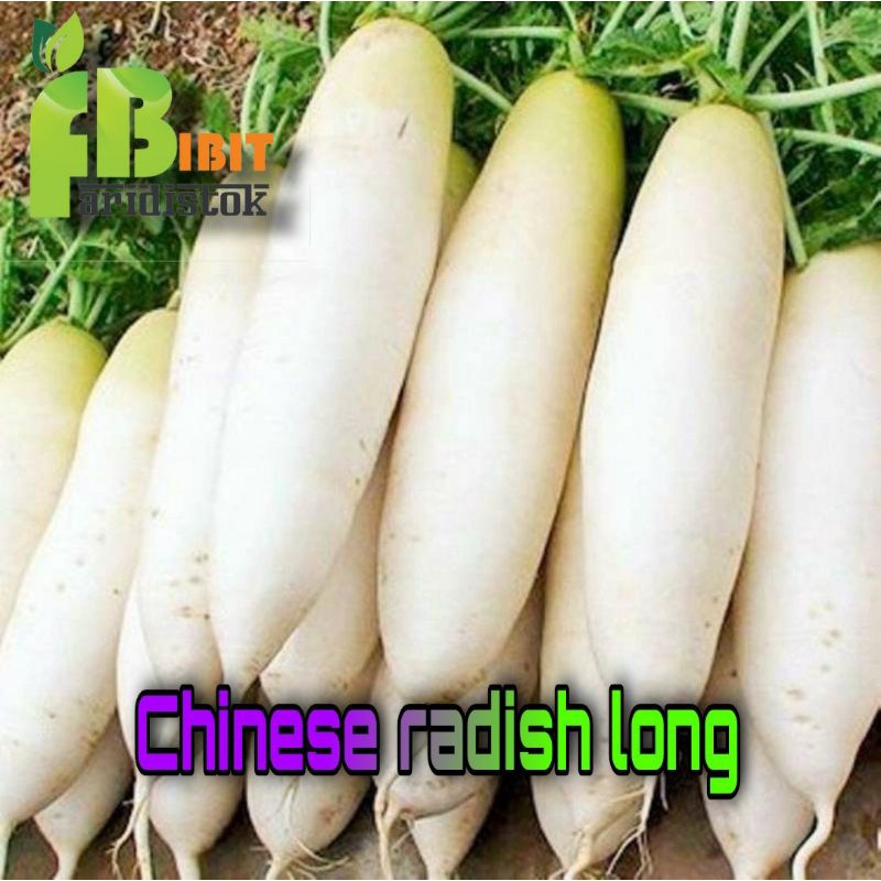 Jual 100 biji benih lobak putih ( CHINESE RADISH LONG) | Shopee Indonesia