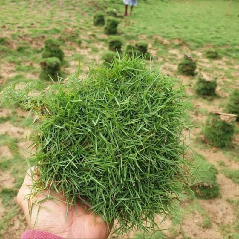 Jual rumput jepang rumput hidup 1 meter pul | Shopee Indonesia