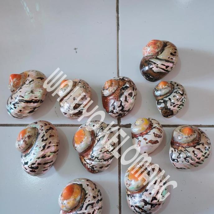 Harga Sarmaticus Terbaru Desember 2023 |BigGo Indonesia