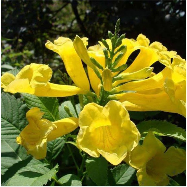 Jual bunga tecomaria kuning pohon besar tinggi | Shopee Indonesia
