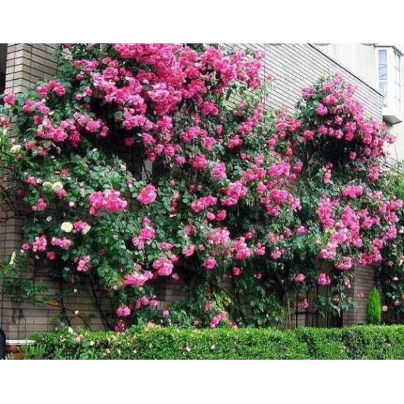 Jual Benih Biji Bunga Mawar Rambat Ungu Thailand F1 | Shopee Indonesia