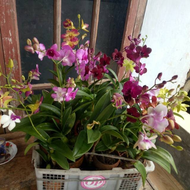 tanaman anggrek macam macam gambar bunga Archives - Informasi Seputar ...