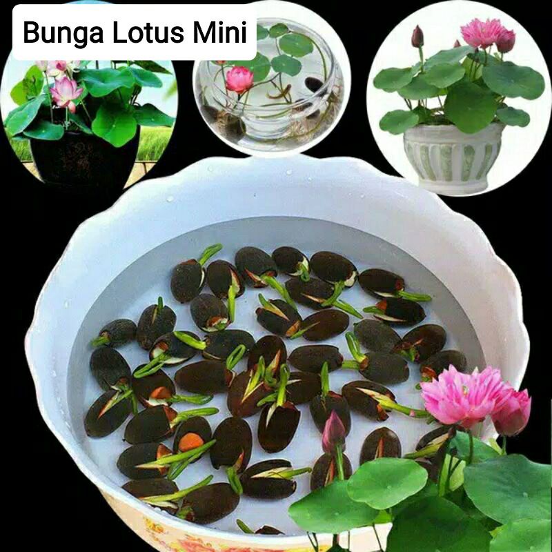 Jual Bunga Lotus Terlengkap & Harga Terbaru Maret 2023 | Shopee Indonesia