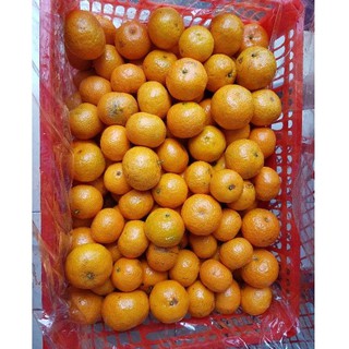 Jual Jeruk Shantang Botak Ju Sweet & Seedless per 1kg | Shopee Indonesia