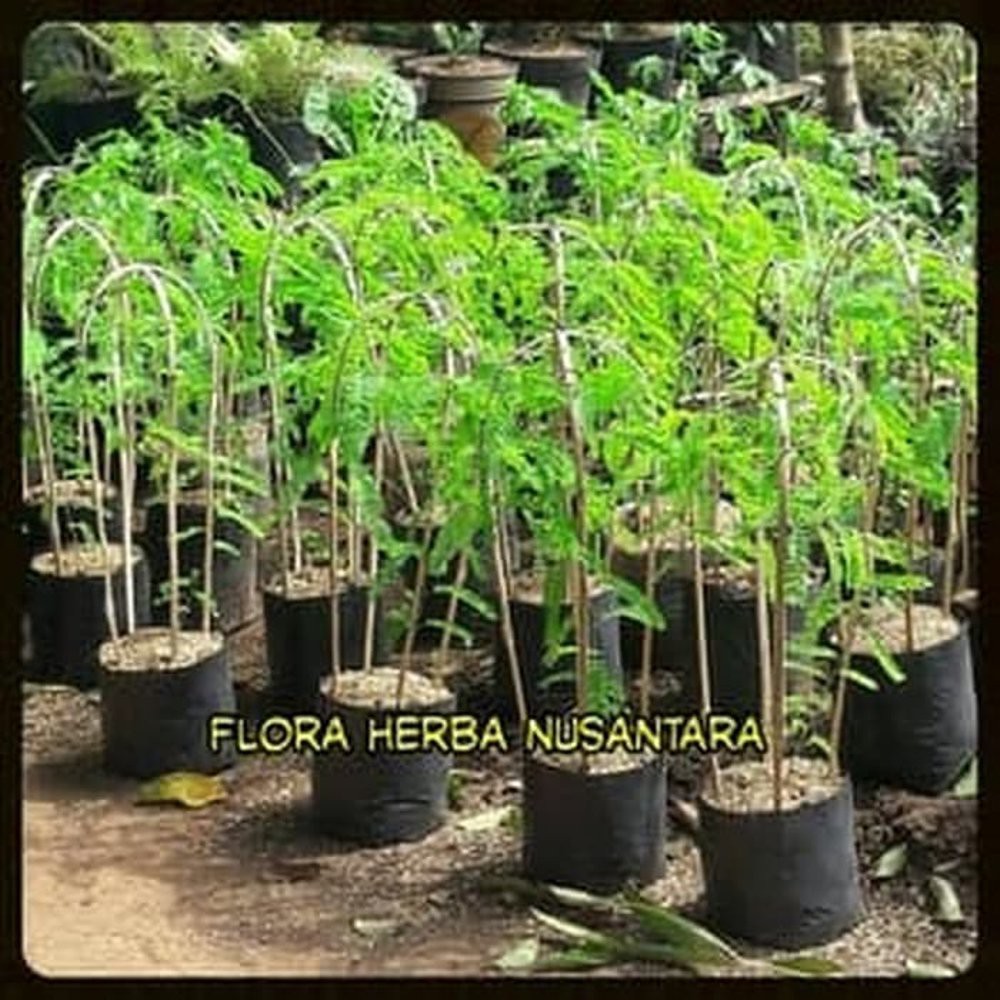 Bibit Tanaman Obat Daun Saga Manis Saga Rambat | Shopee Indonesia