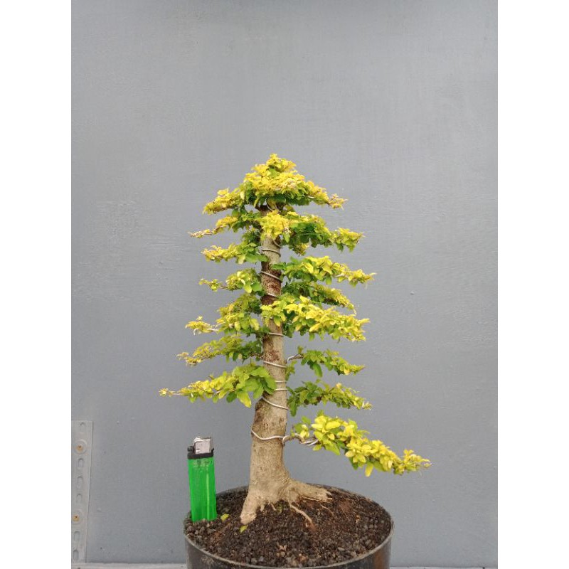 Jual Bonsai jadi bonsai legistrum/kututan.Termasuk pot semen | Shopee ...