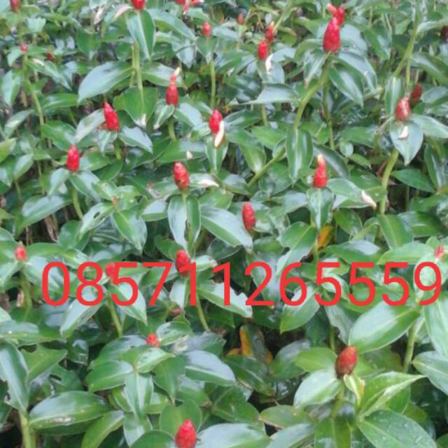 Jual Pohon pacing pentul tanaman pacing pentul bunga merah | Shopee ...