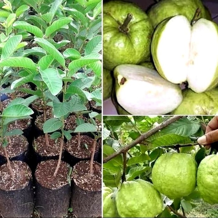 Jual BIBIT POHON JAMBU KRISTAL / JAMBU KRISTAL PUTIH | TANAMAN JAMBU ...