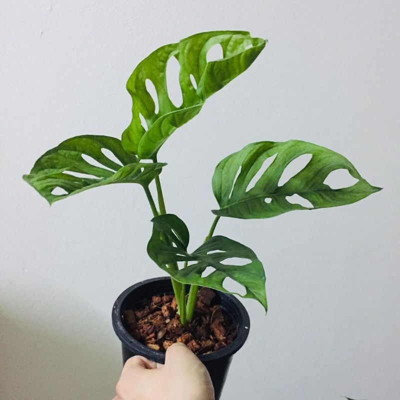Jual Tanaman Hias Janda Bolong / Monstera/bunga | Shopee Indonesia
